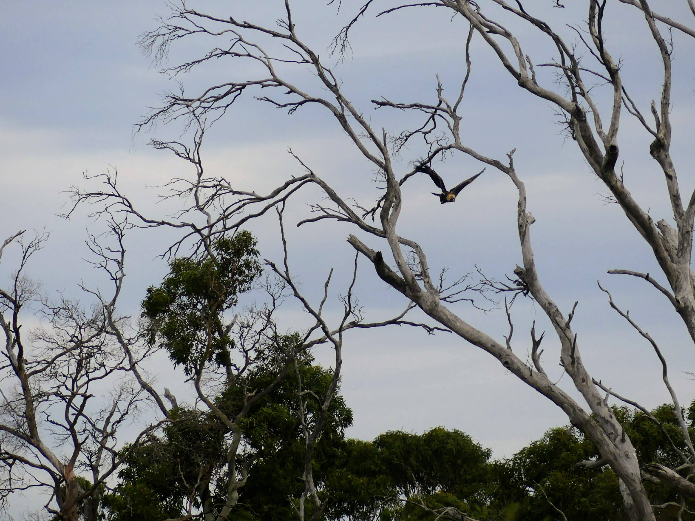 Ernie the Maria Island eagle | Latest news | NatureTrackers
